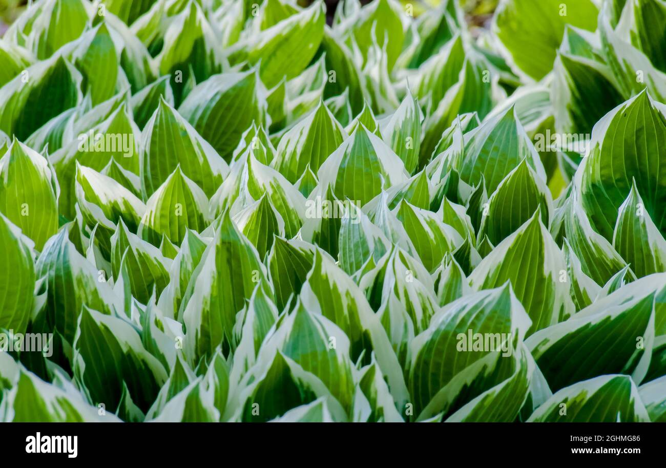 Hosta fluctuans 'Variegated' Stock Photo - Alamy