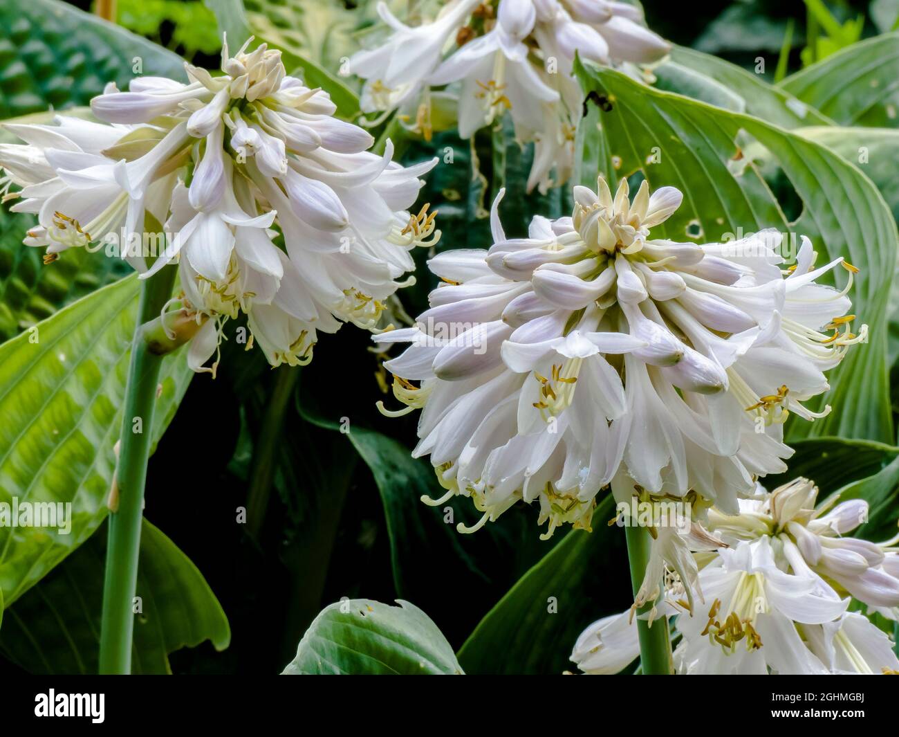 Hosta tokudama 'Love Pat' Stock Photo - Alamy