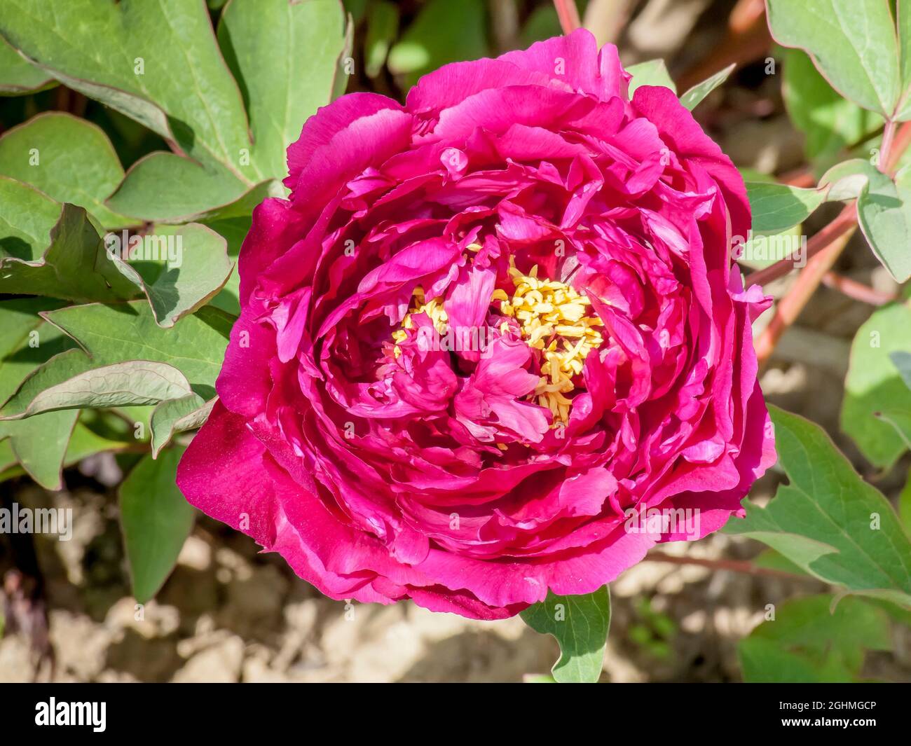 Peony 'Zenobia' in bloom in a garden Stock Photo - Alamy