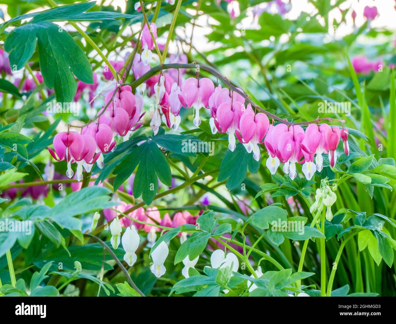 Common bleedinghearts dicentra spectabilis hi-res stock photography and ...