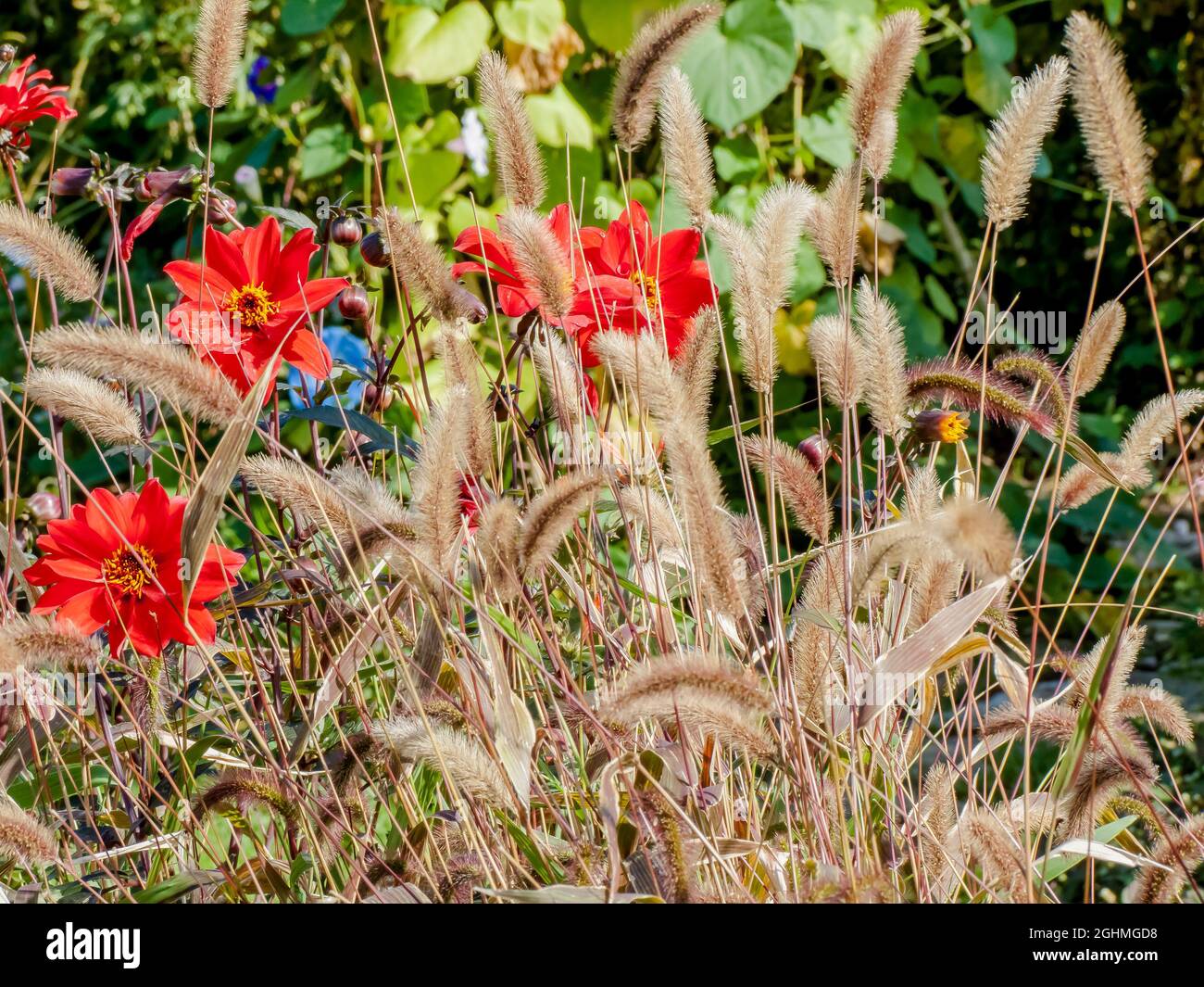 Setaria atropurpurea 'Caramel', Dahlia 'Ingrid' Stock Photo - Alamy