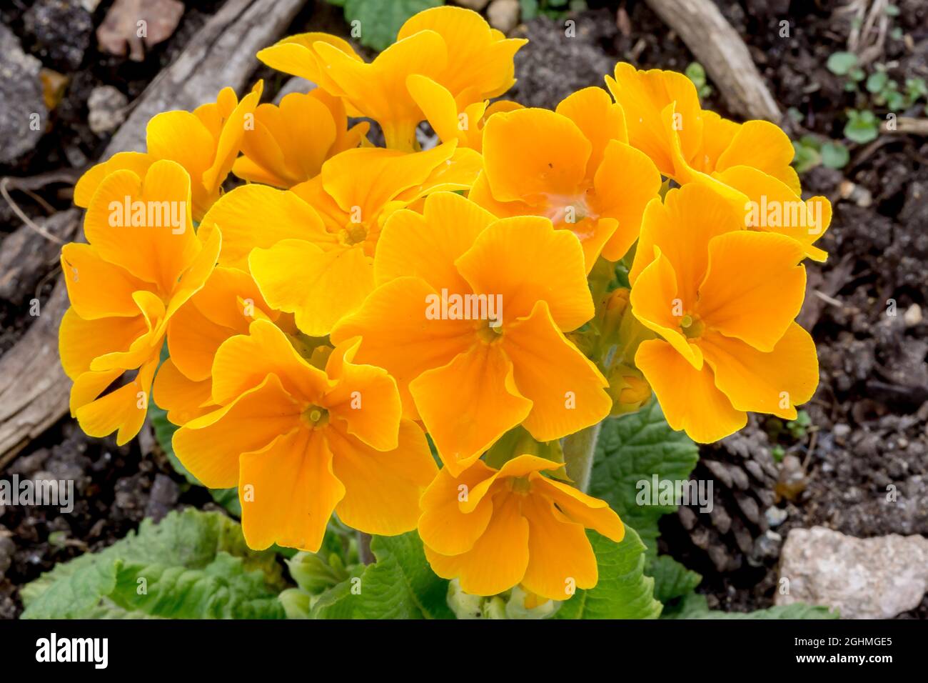 Primula eliator 'Crescendo Orange' Stock Photo - Alamy
