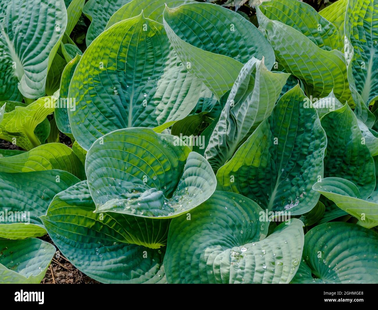Hosta 'Sea Monster' Stock Photo - Alamy