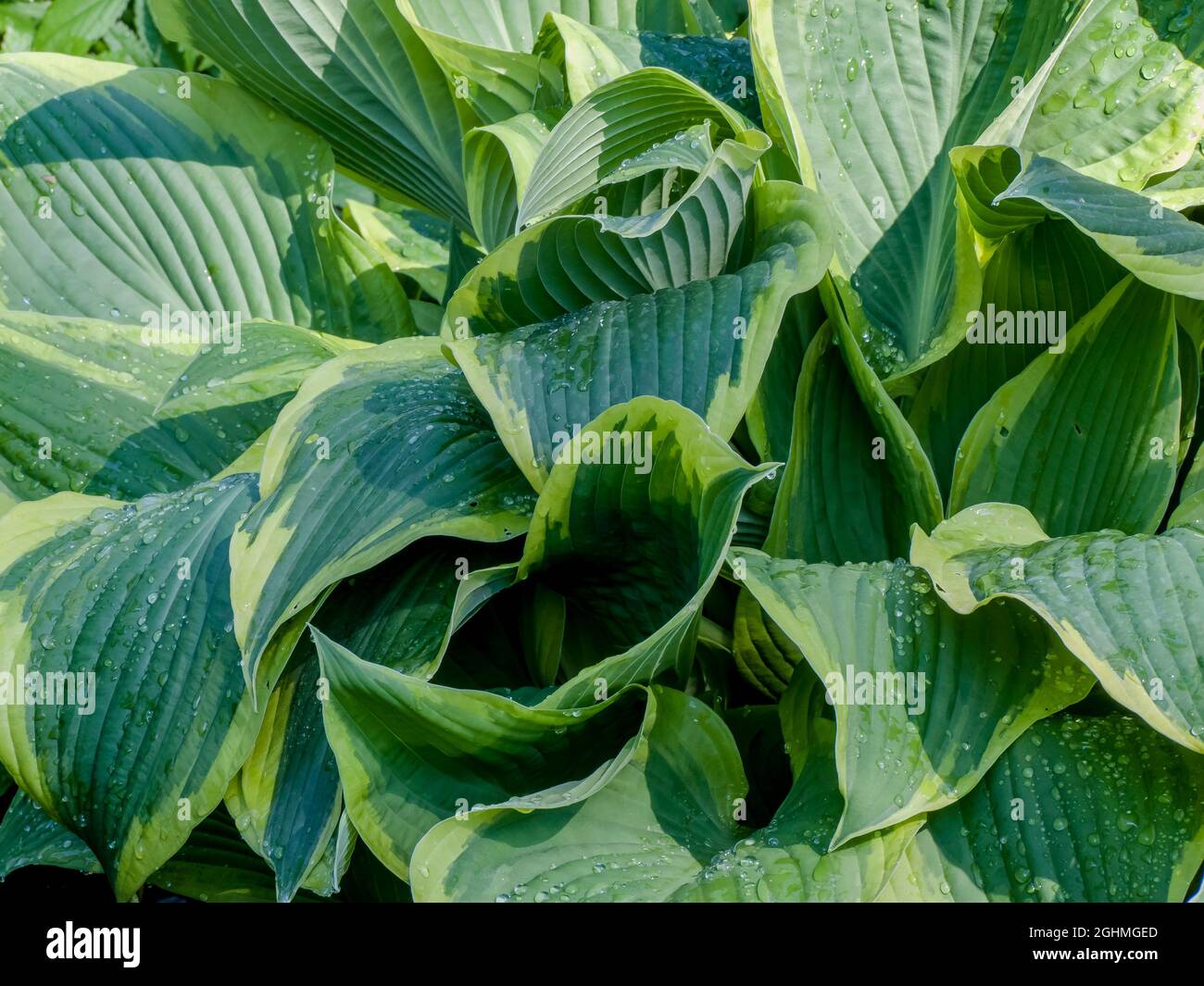 Hosta montana 'Yellow River' Stock Photo - Alamy