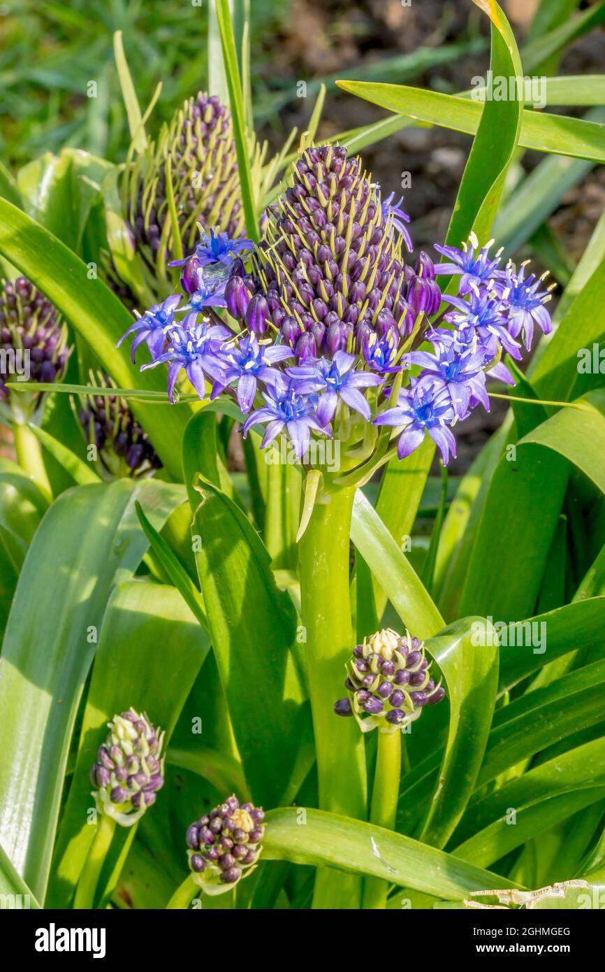 Scilla spermatophyta hi-res stock photography and images - Alamy