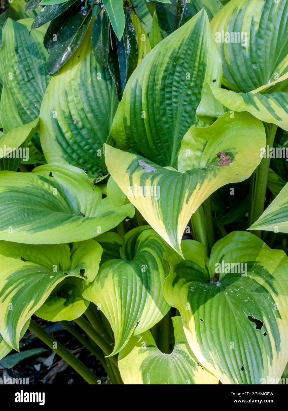 Hosta montana 'Aureomarginata' Stock Photo - Alamy