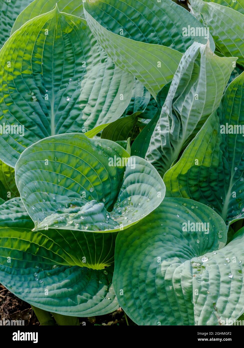 Hosta 'Sea Monster' Stock Photo - Alamy