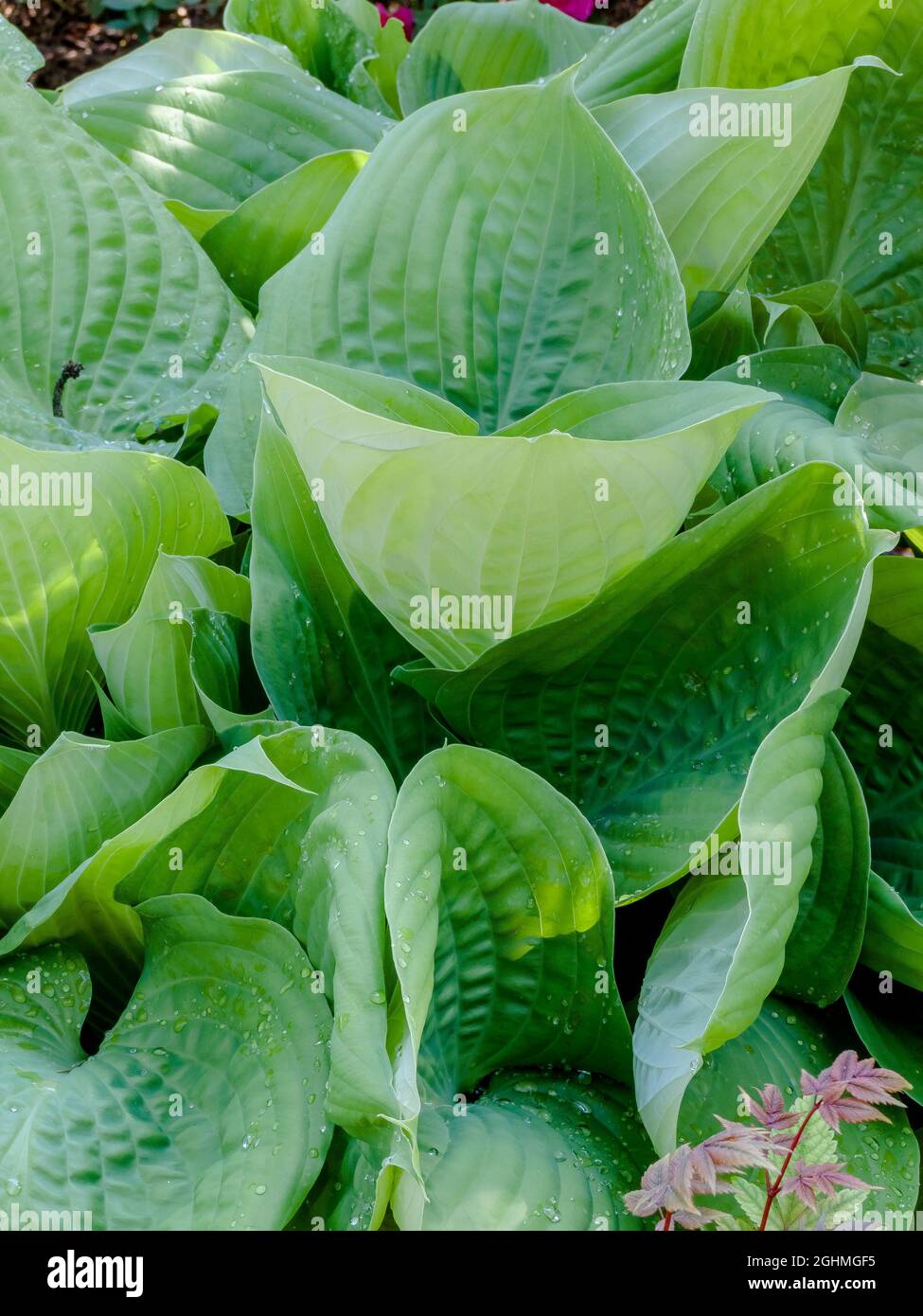 Hosta 'Sum and Substance' Stock Photo - Alamy