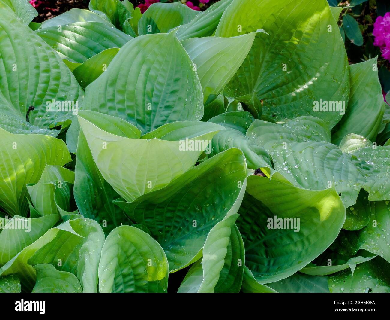 Hosta 'Sum and Substance' Stock Photo - Alamy