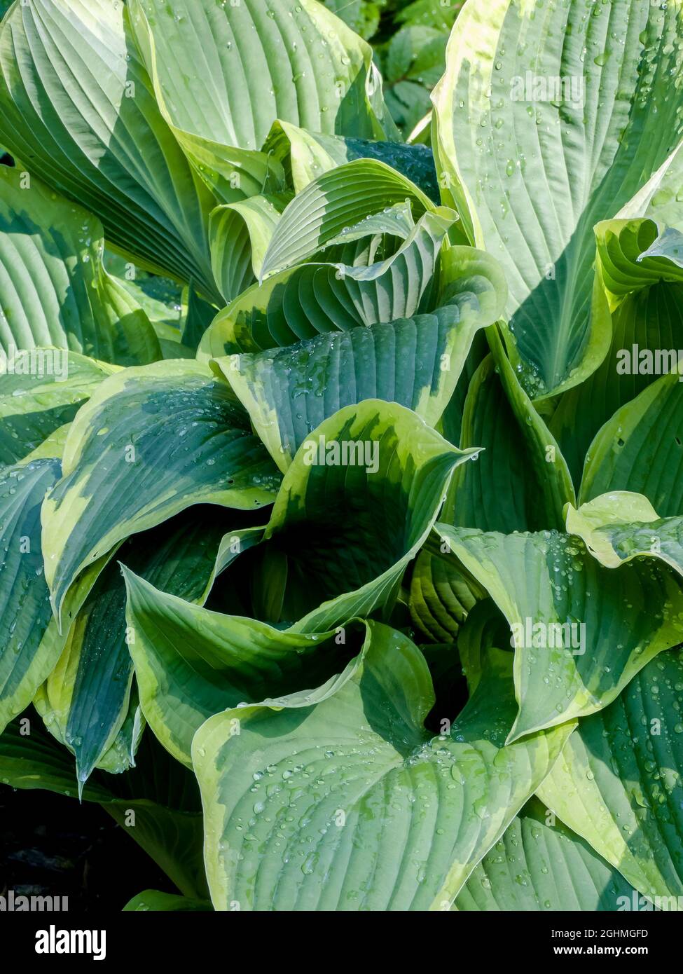 Hosta montana 'Yellow River' Stock Photo - Alamy