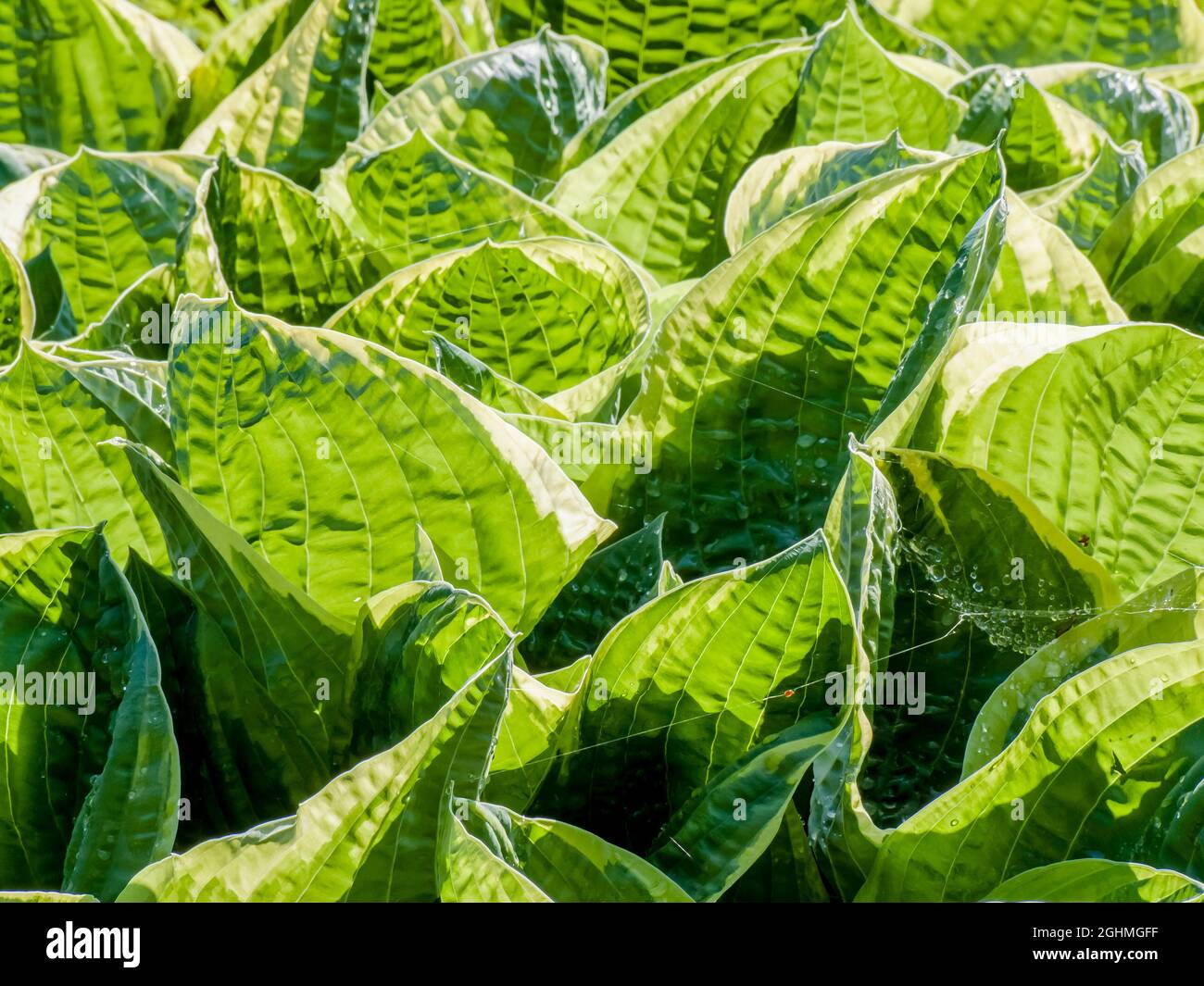 Hosta 'Sea Monster' Stock Photo - Alamy