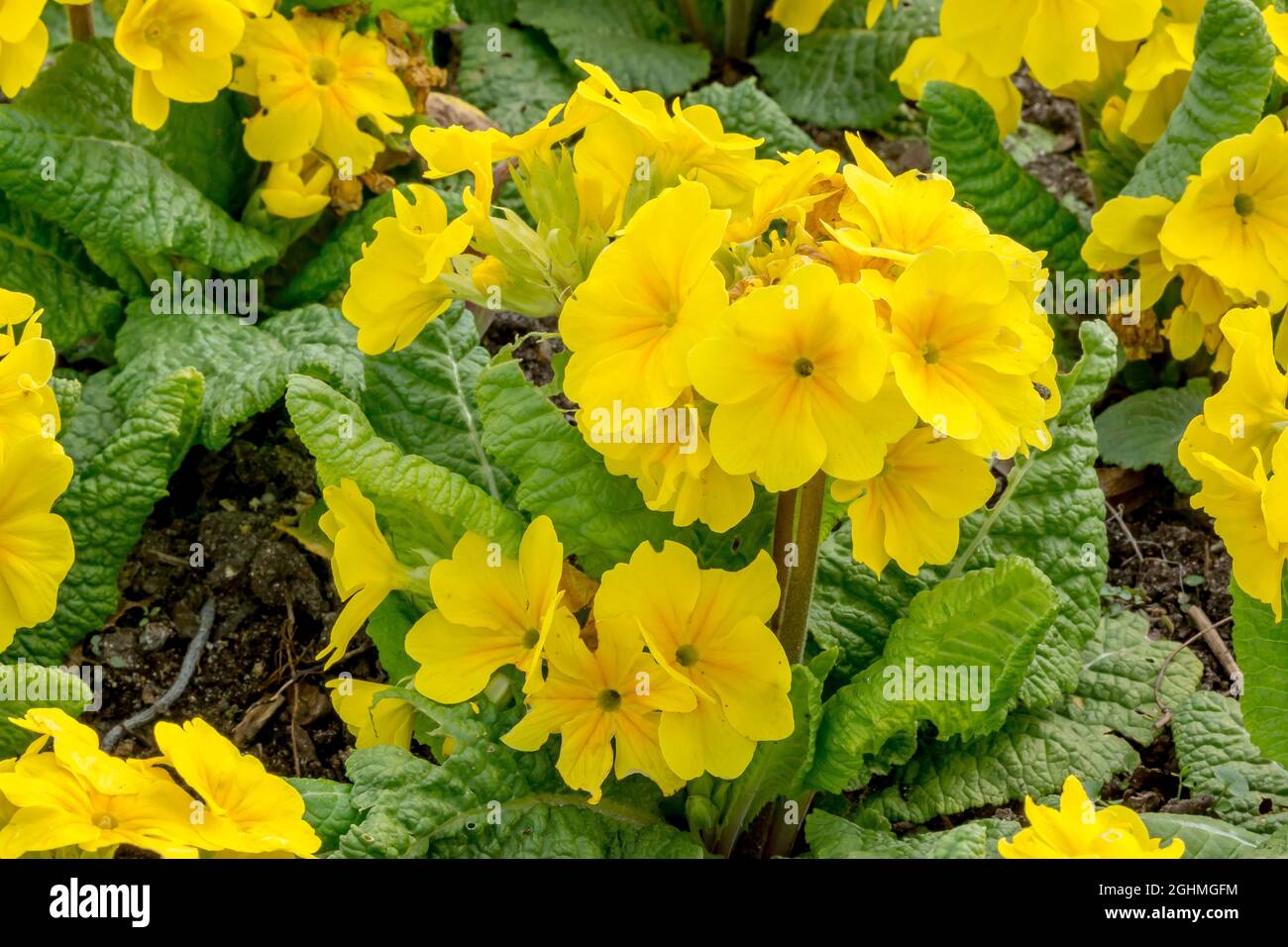 Primula eliator 'Crescendo Jaune' Stock Photo - Alamy