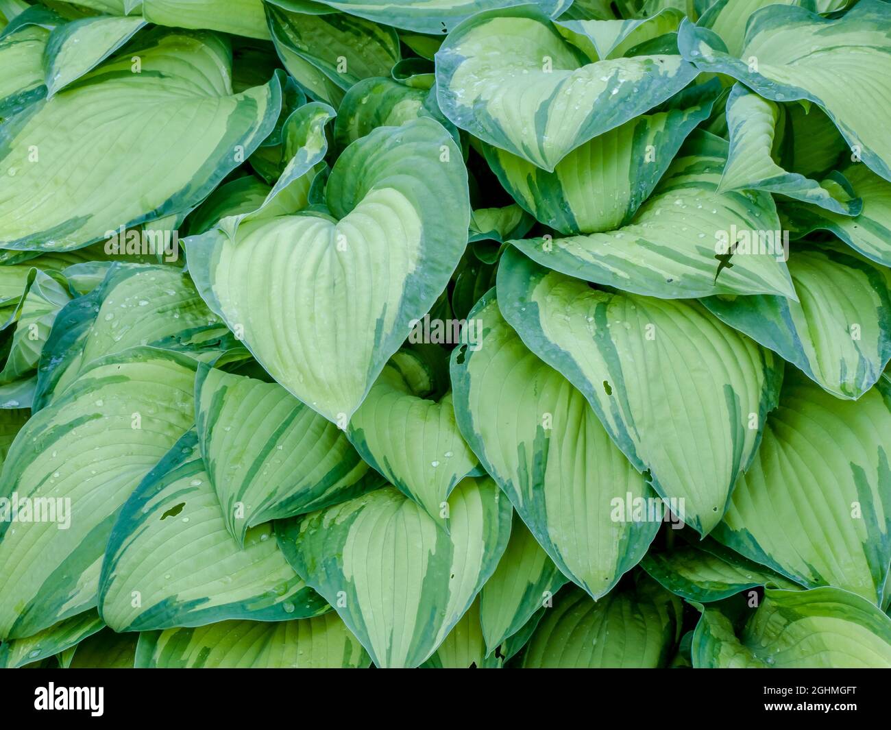 Hosta 'September Sun' Stock Photo - Alamy