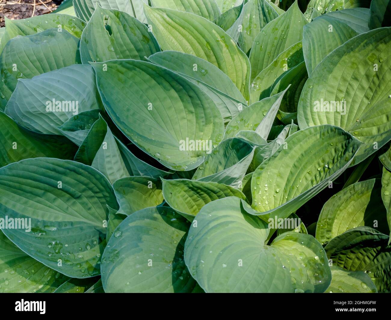 Hosta fortunei 'Sharmon' Stock Photo - Alamy