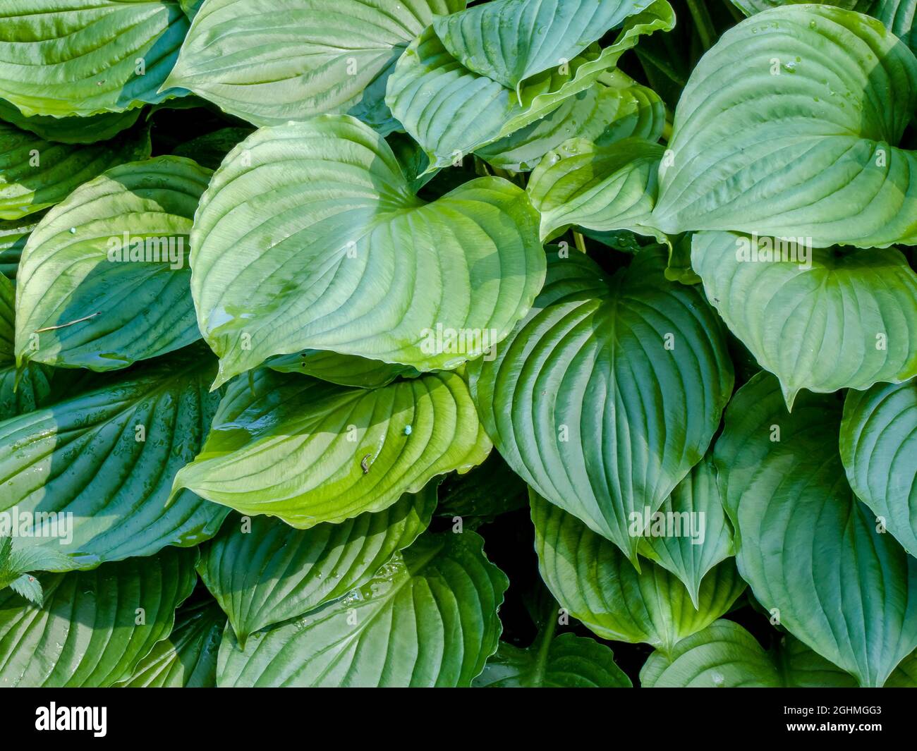 Hosta Ventricosa High Resolution Stock Photography and Images - Alamy