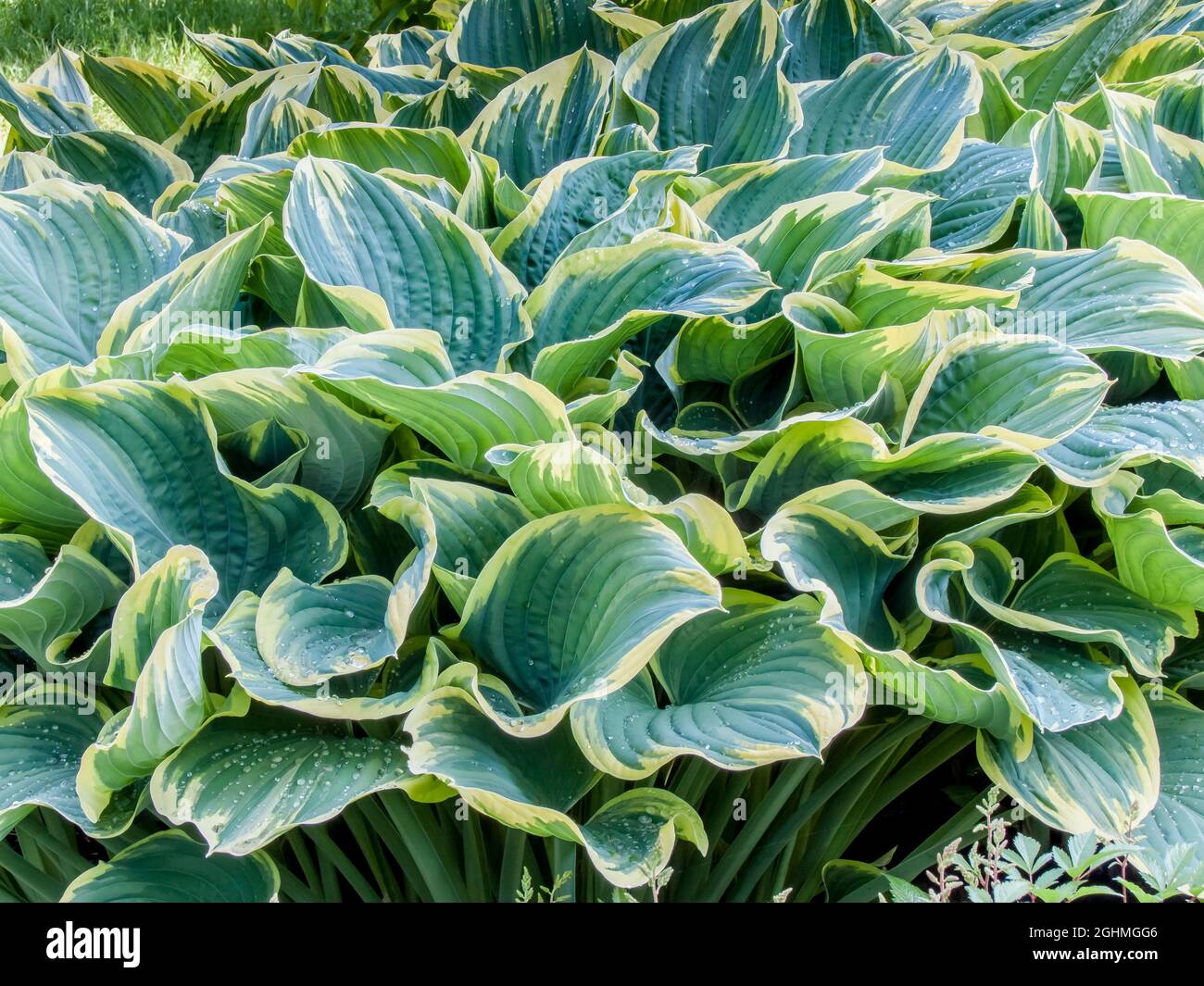 Hosta fluctuans 'Variegated' Stock Photo - Alamy