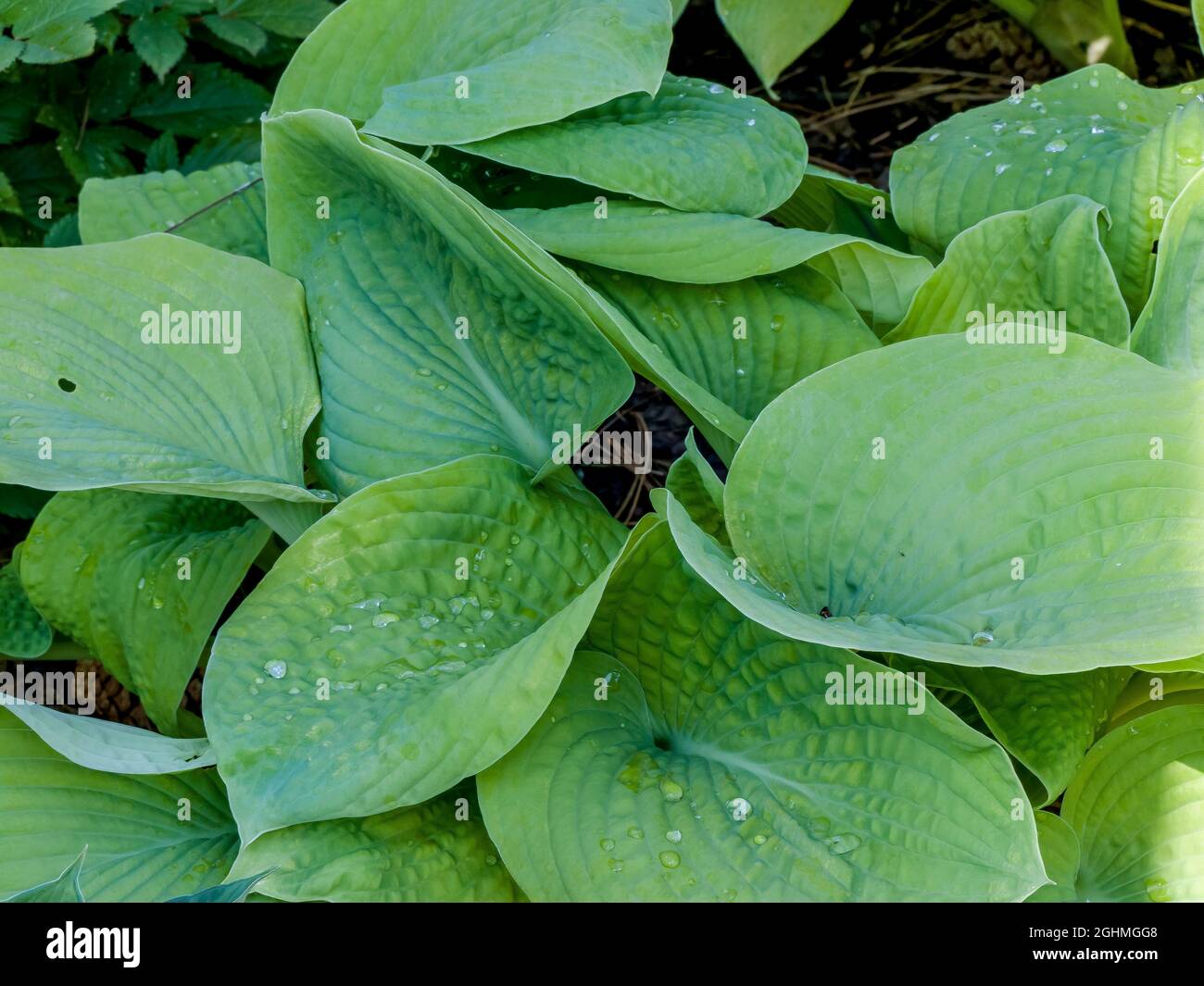 Hosta sieboldiana 'Golden Sunburst' Stock Photo - Alamy