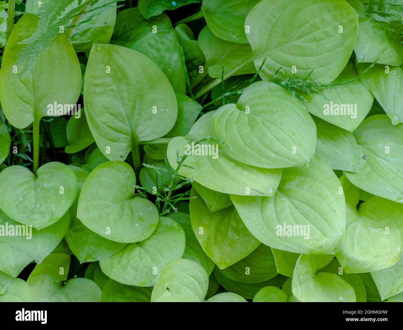 Hosta 'Wogon Giboshii' Stock Photo - Alamy