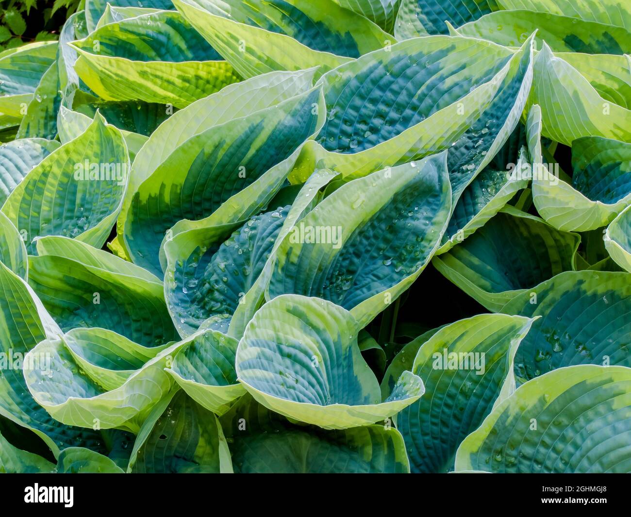 Hosta tokudama 'Flavocircinalis' Stock Photo - Alamy