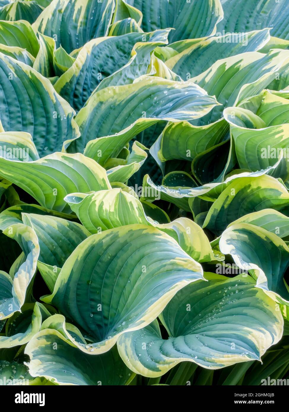 Hosta fluctuans 'Variegated' Stock Photo - Alamy