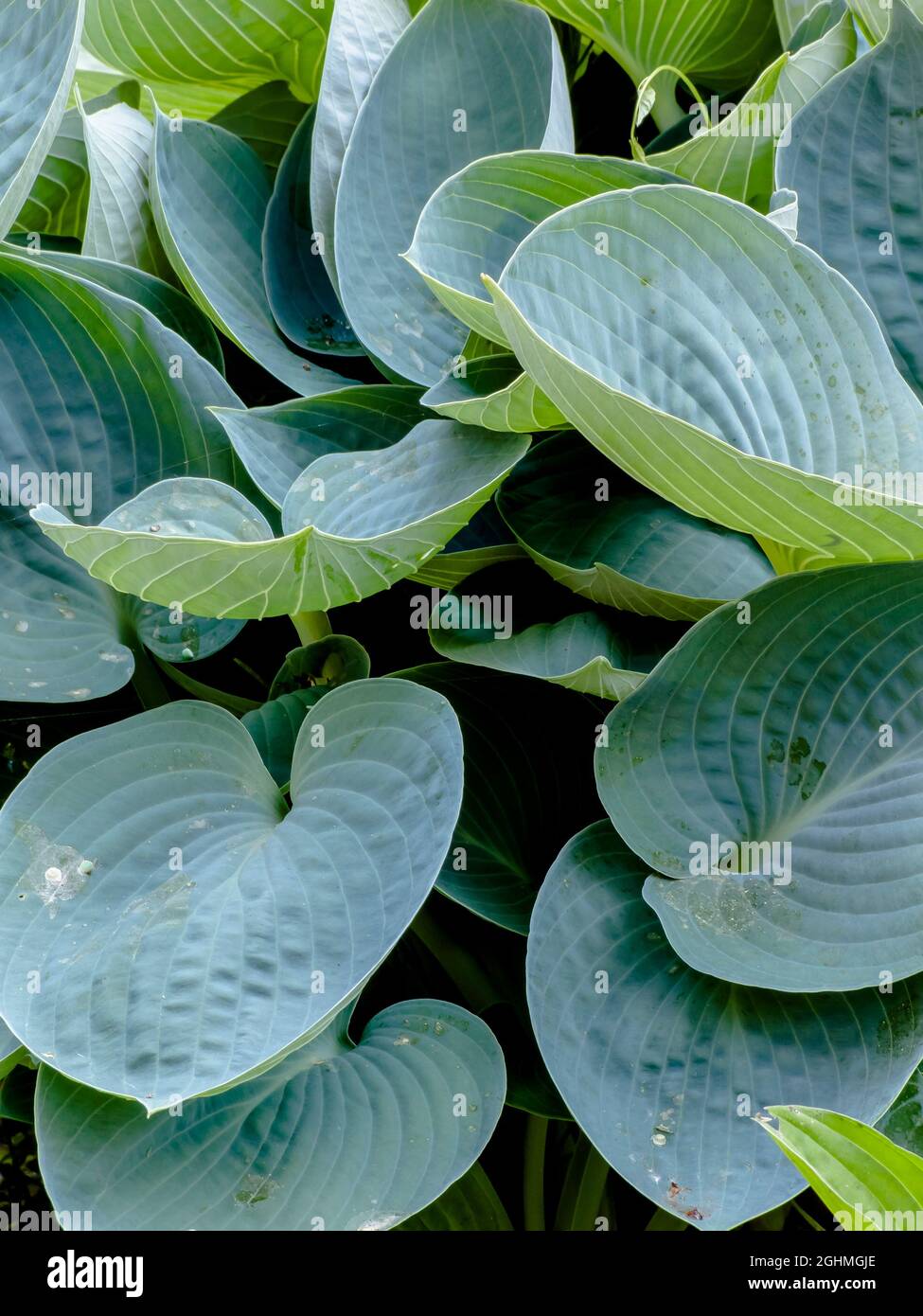 Hosta tardiana 'Hadspen Blue' Stock Photo - Alamy
