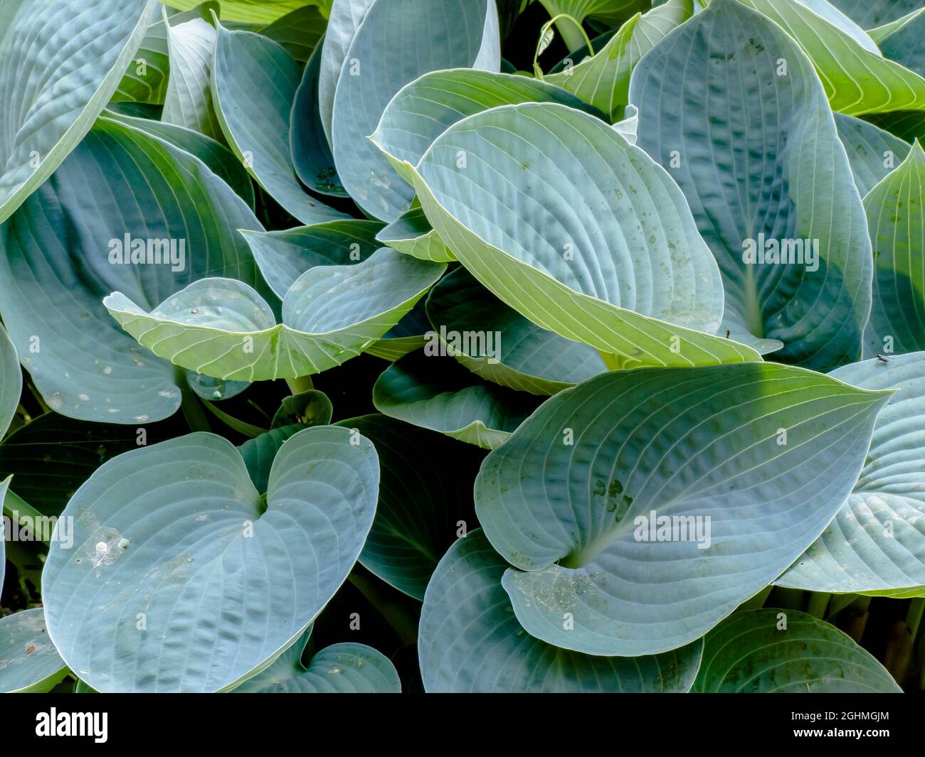 Hosta tardiana 'Hadspen Blue' Stock Photo - Alamy