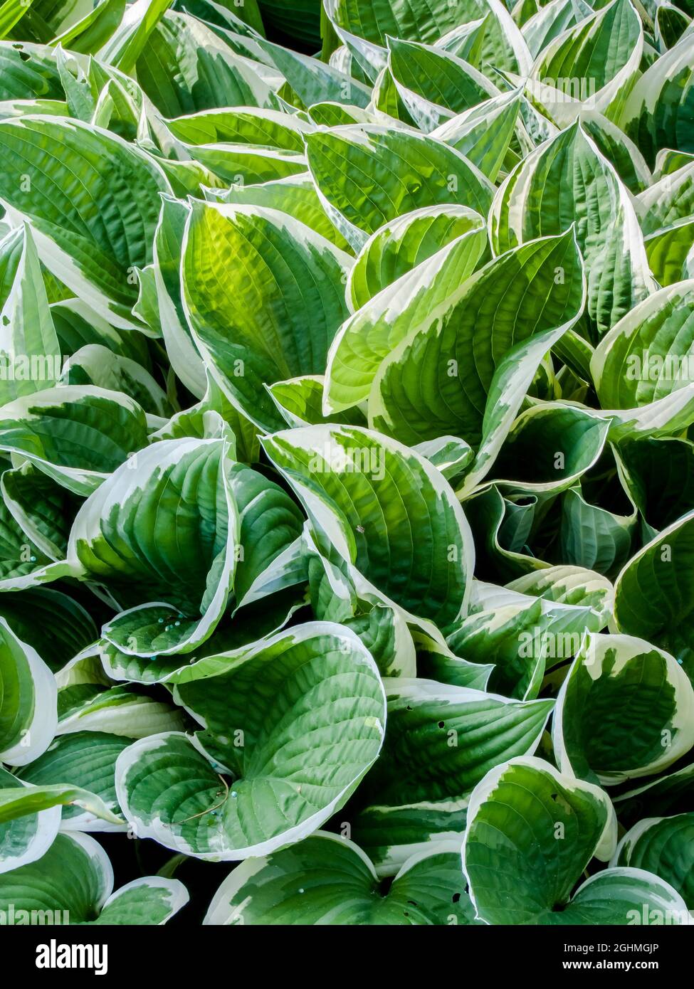 Hosta fortunei 'Francee' Stock Photo - Alamy