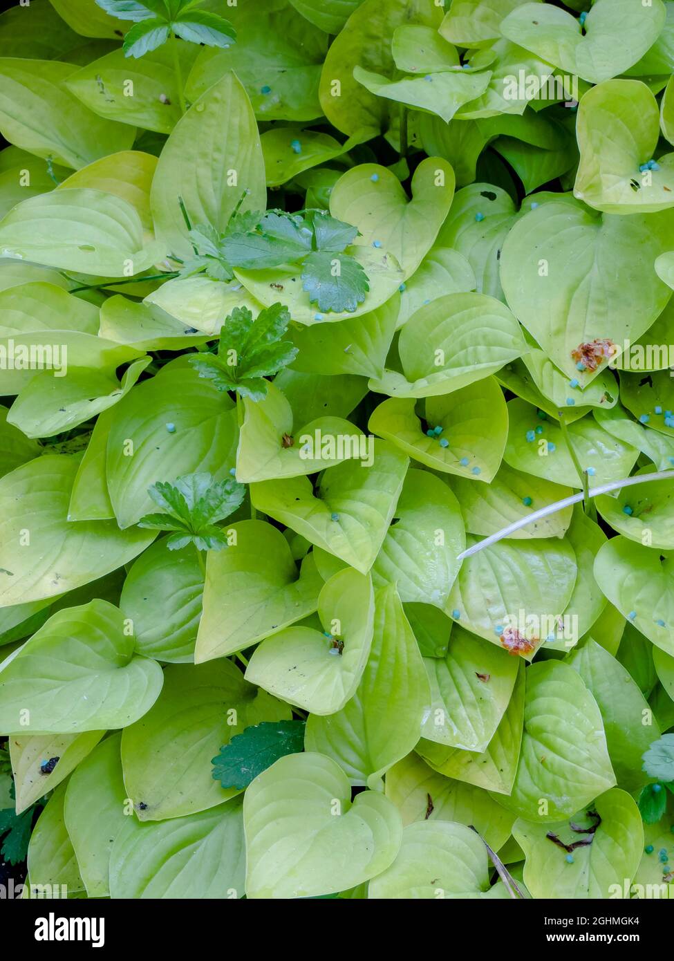 Hosta 'Wogon Giboshii' Stock Photo - Alamy