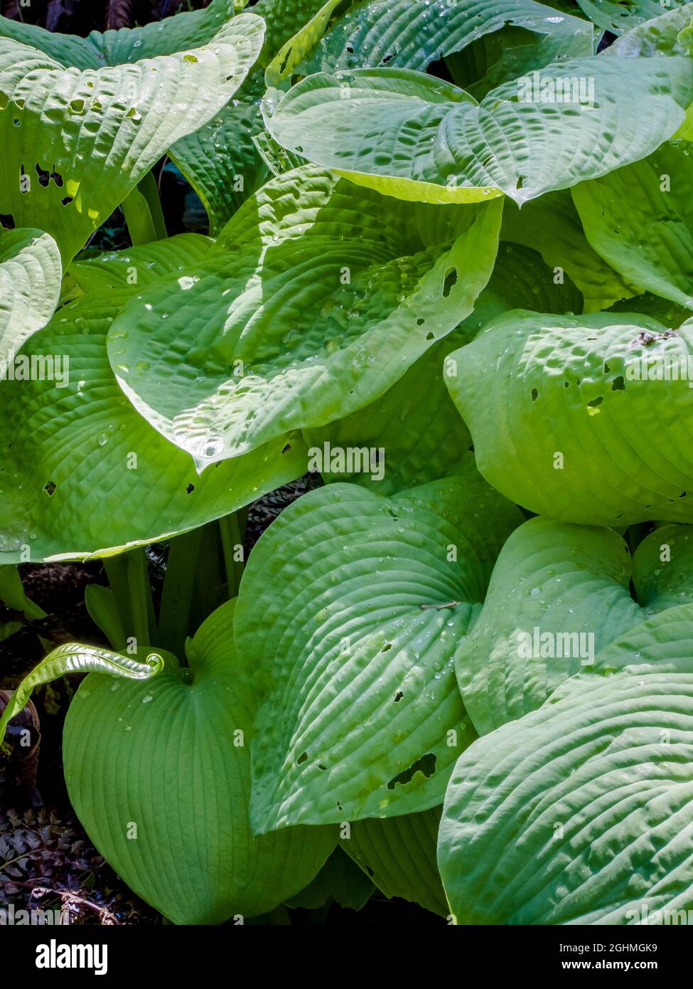 Hosta tokudama 'Golden Medallion' Stock Photo - Alamy