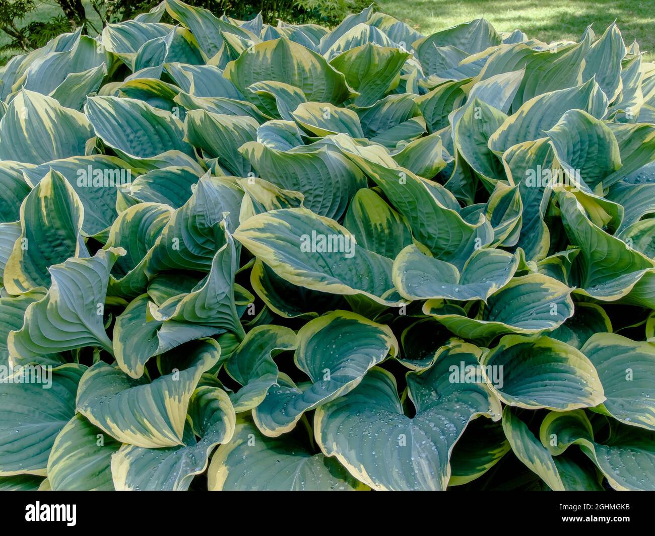 Hosta fluctuans 'Variegated' Stock Photo - Alamy