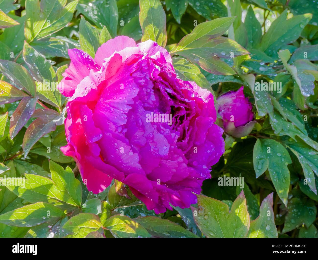 Peony 'Luo Yang Hong' in bloom in a garden Stock Photo - Alamy