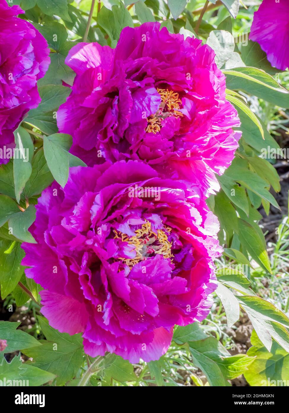 Luoyang peonies and flowers hi-res stock photography and images - Alamy