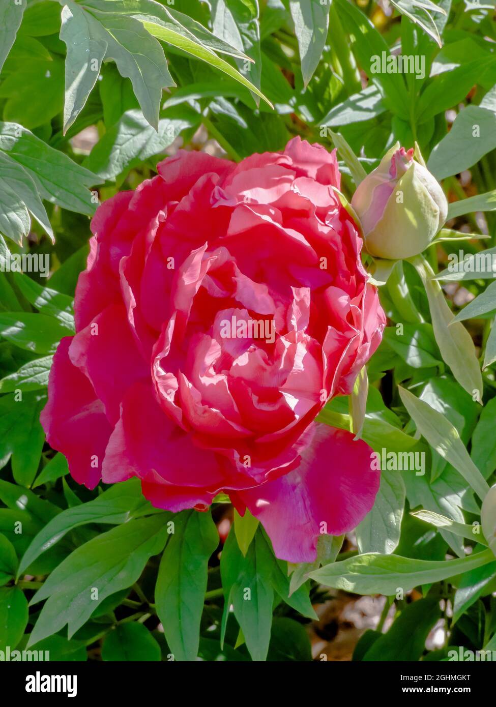 Peony 'Asahi-Minato' in bloom in a garden Stock Photo - Alamy