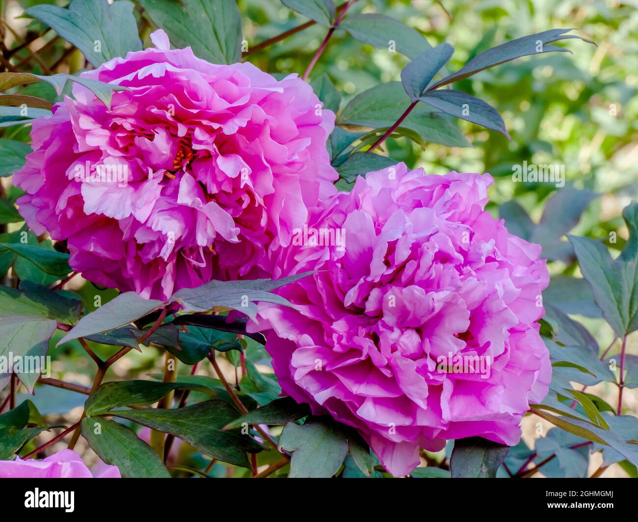Peony 'Me Emile Joubert' in bloom in a garden Stock Photo - Alamy