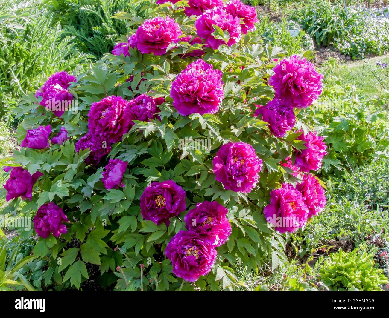 Peony 'Luoyang Hong' in bloom in a garden Stock Photo - Alamy