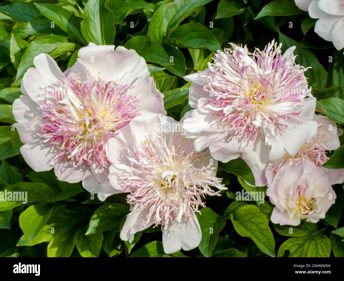 Peony 'Do Tell' in bloom in a garden Stock Photo - Alamy
