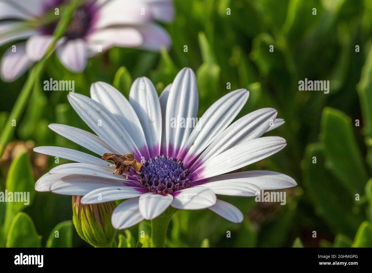 Fig tree skeletonizer moth hi-res stock photography and images - Alamy