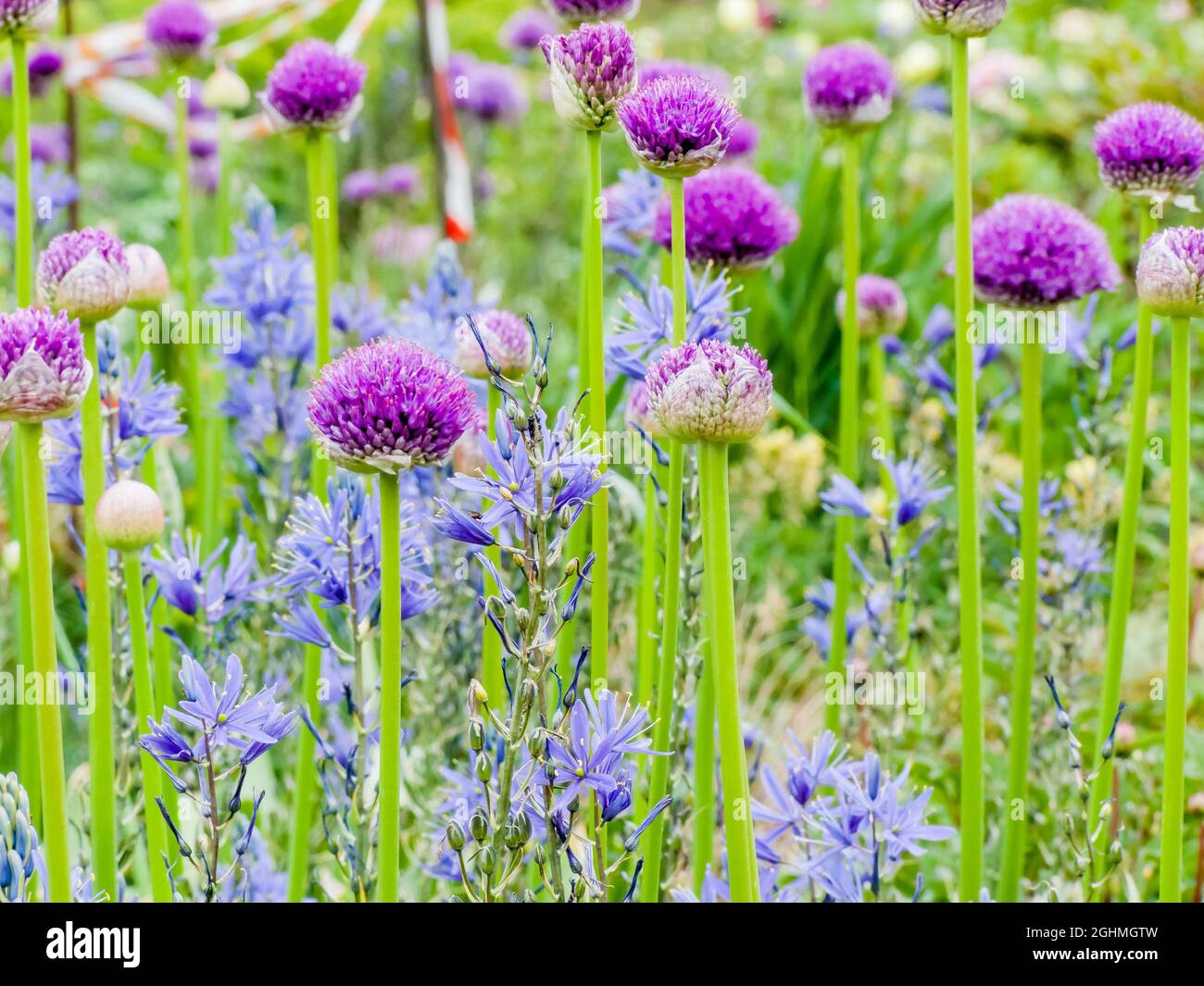 Camassia leichtlinii, Allium giganteum Stock Photo - Alamy