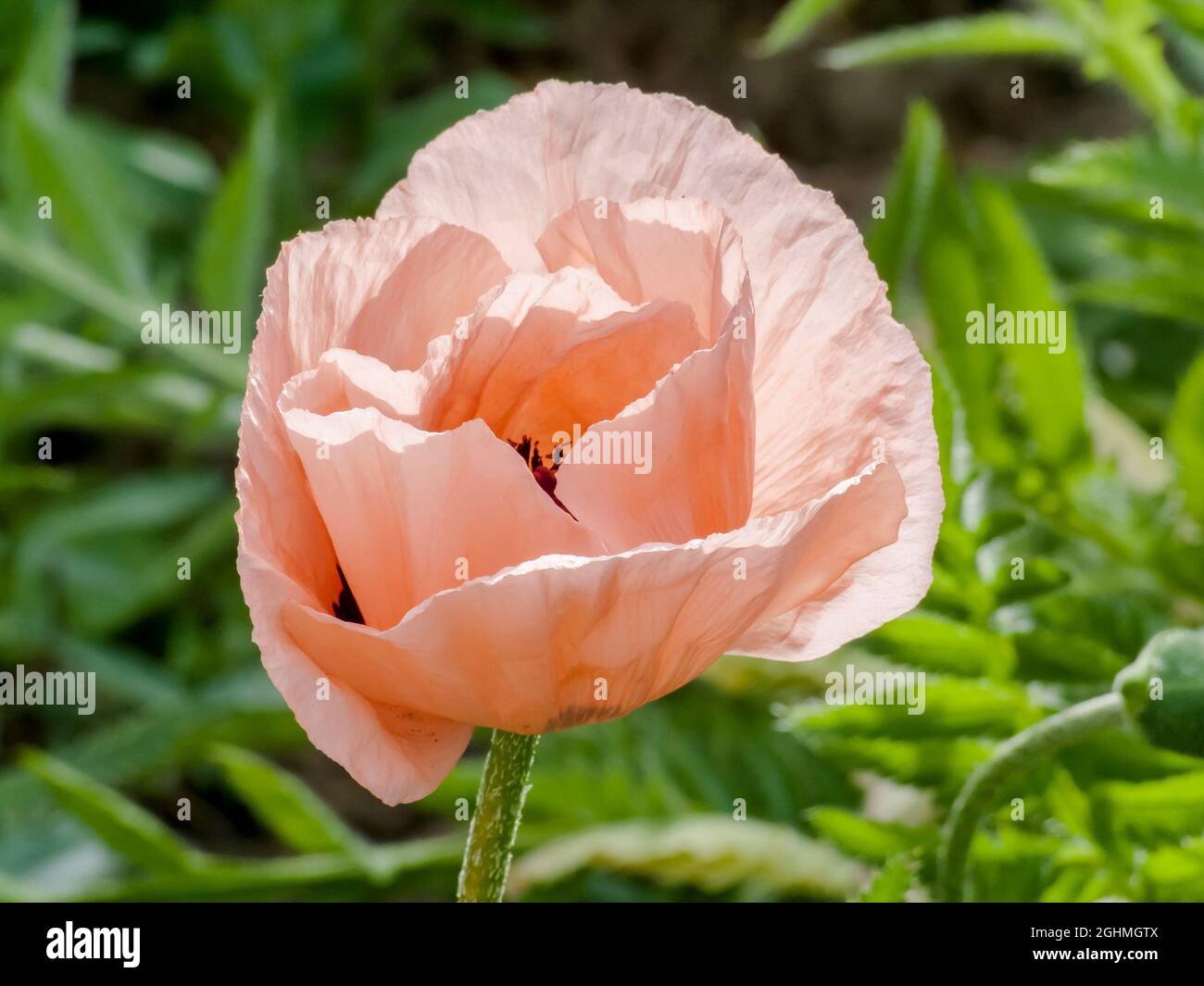 Papaver orientale 'Carneum' Stock Photo - Alamy