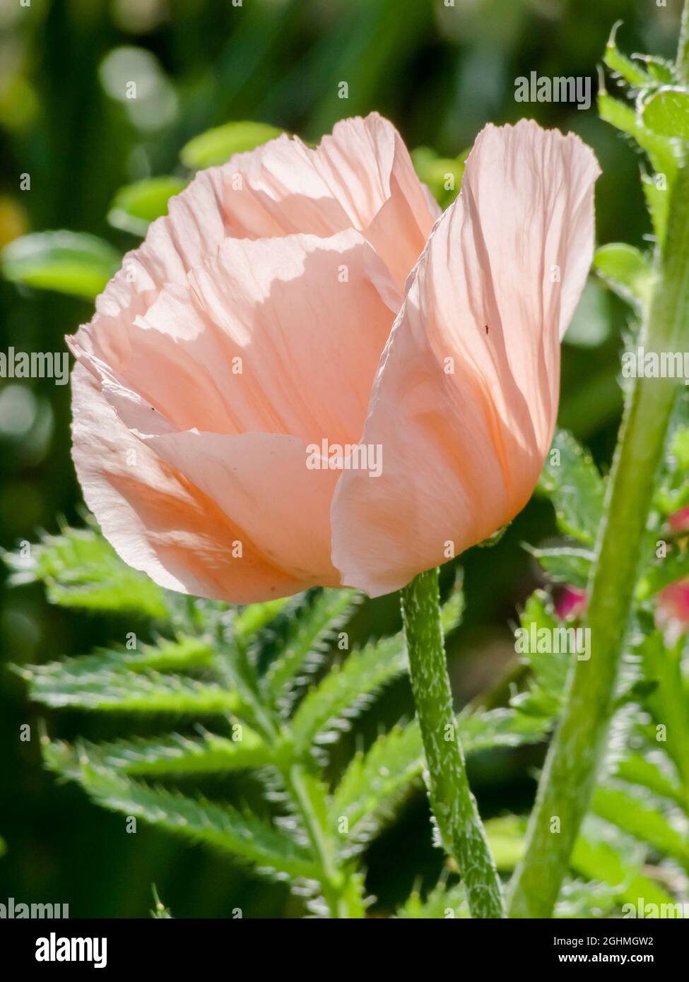 Papaver orientale 'Carneum' Stock Photo - Alamy