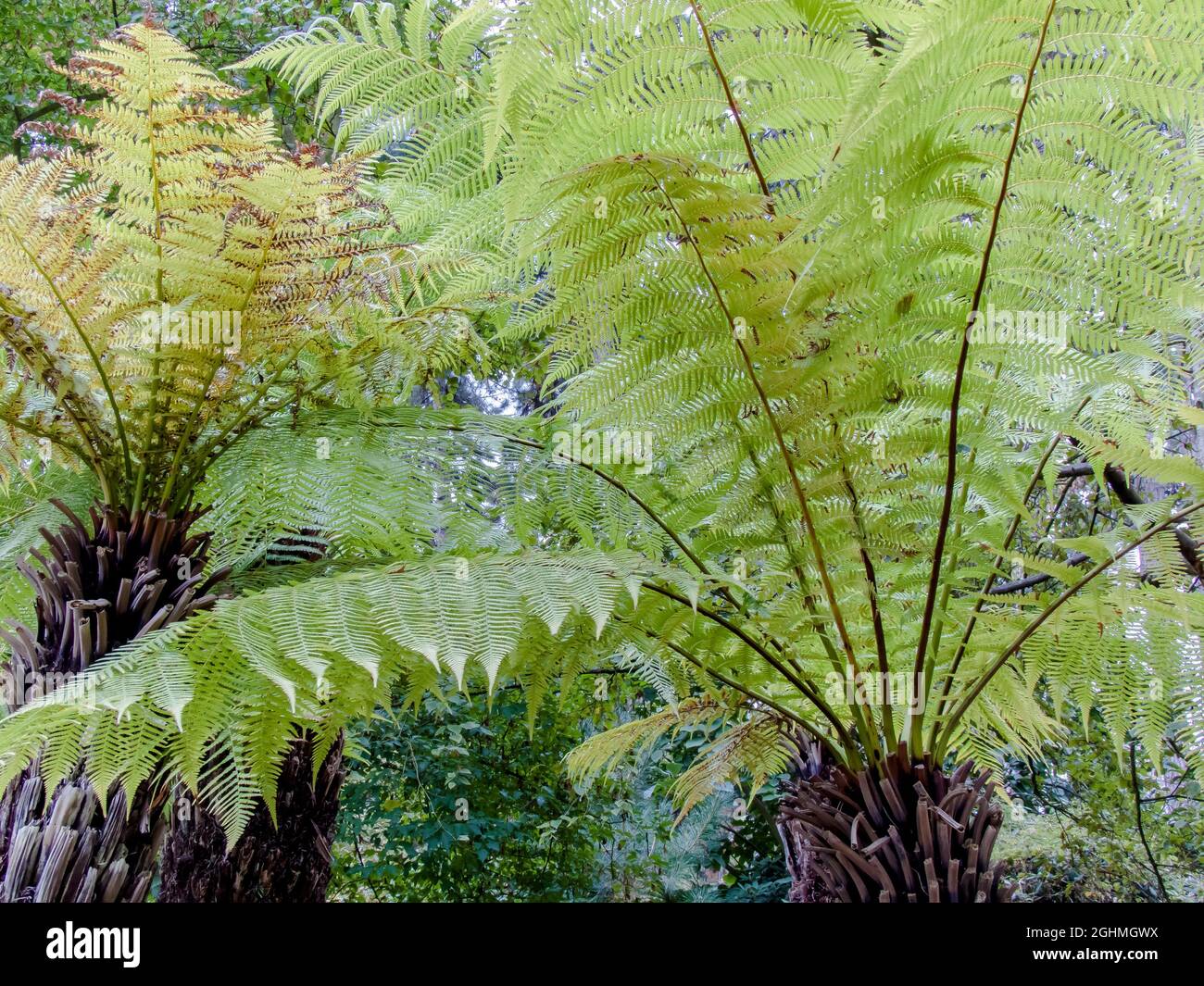 Dicksoniaceae hi-res stock photography and images - Alamy