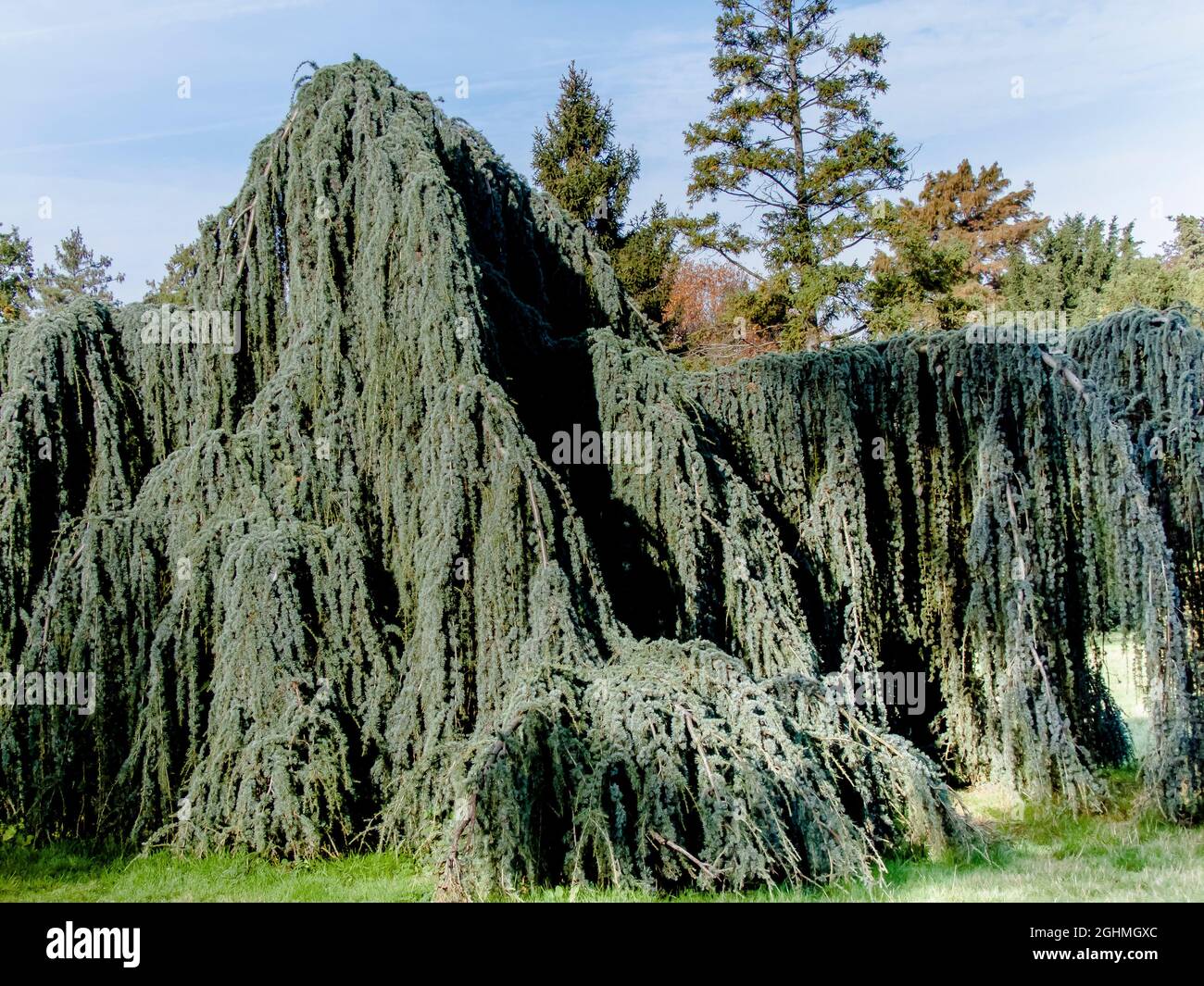 Cedrus atlantica glauca pendula Stock Photo - Alamy