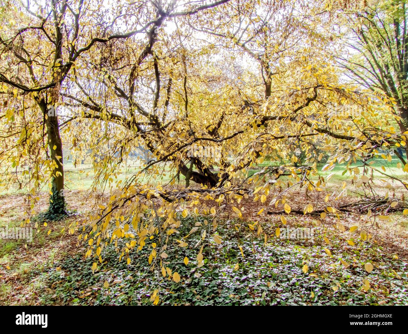Carpinus betulus pendula hi-res stock photography and images - Alamy