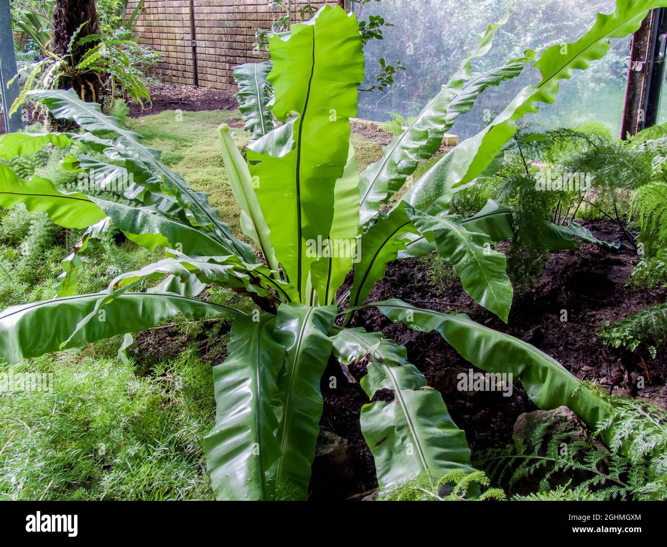 Asplenium ceterach hi-res stock photography and images - Alamy
