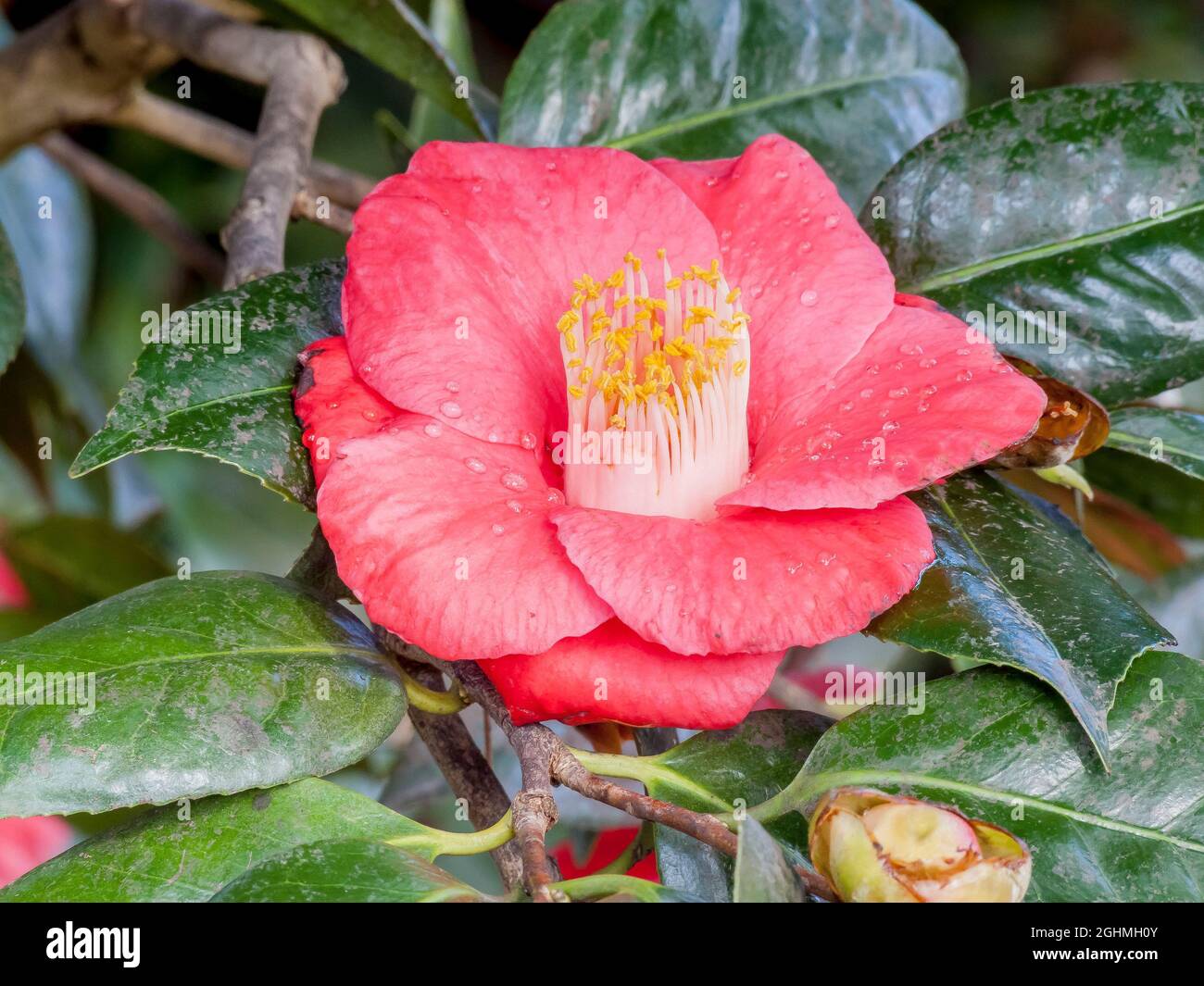 Jupiter flower hi-res stock photography and images - Alamy