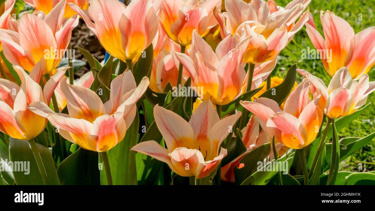 Greig tulips 'Quebec' in bloom in a garden Stock Photo - Alamy
