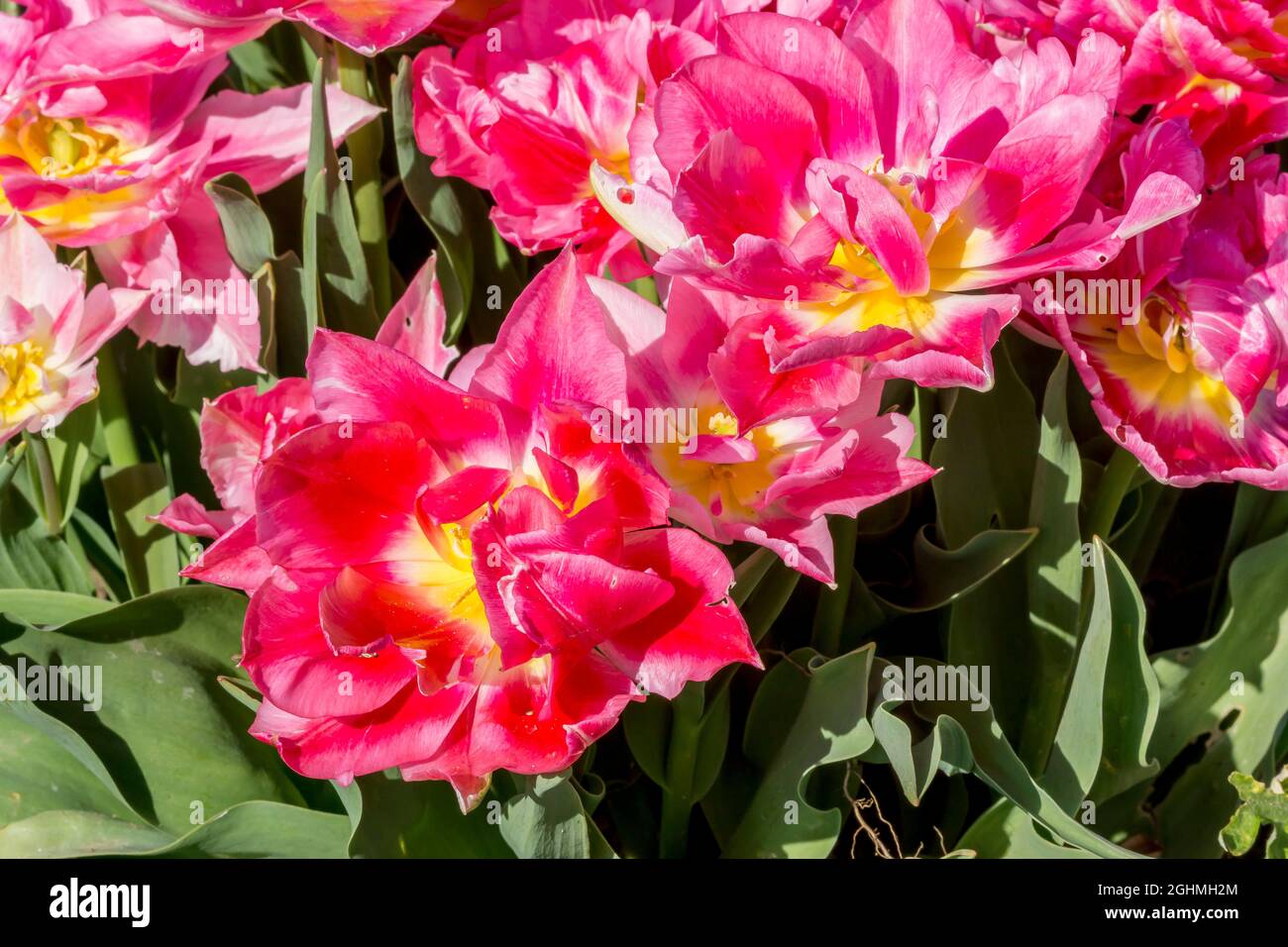 Tulip 'Peach Blossom' in bloom in a garden Stock Photo - Alamy