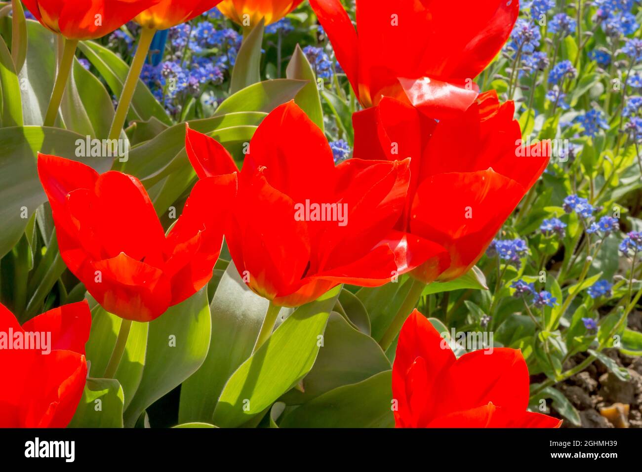 Foster's tulip 'Princeps' in bloom in a garden Stock Photo - Alamy