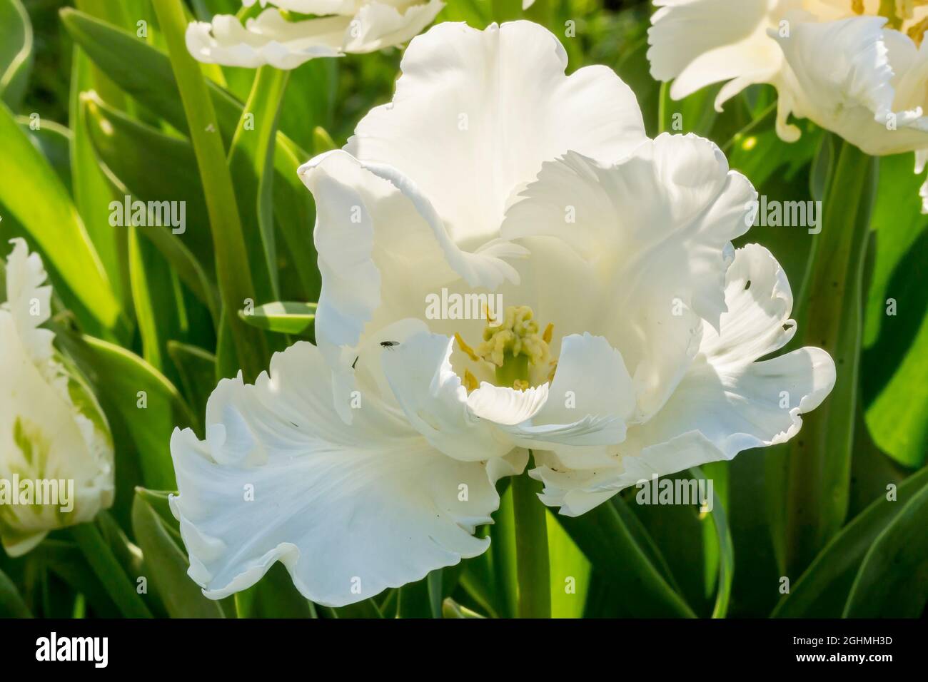 Parrot tulip 'Super Parrot' in bloom in a garden Stock Photo - Alamy