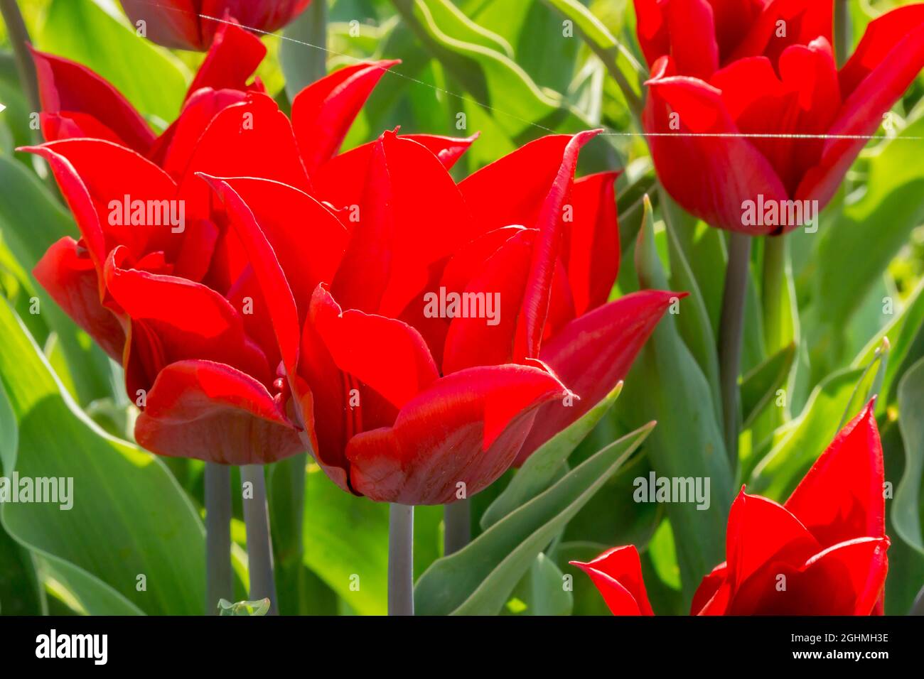 Tulip 'Burgundy Lace' in bloom in a garden Stock Photo - Alamy